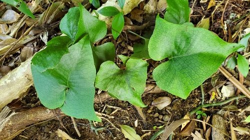 Variety Microsorum spectrum spectrum · iNaturalist