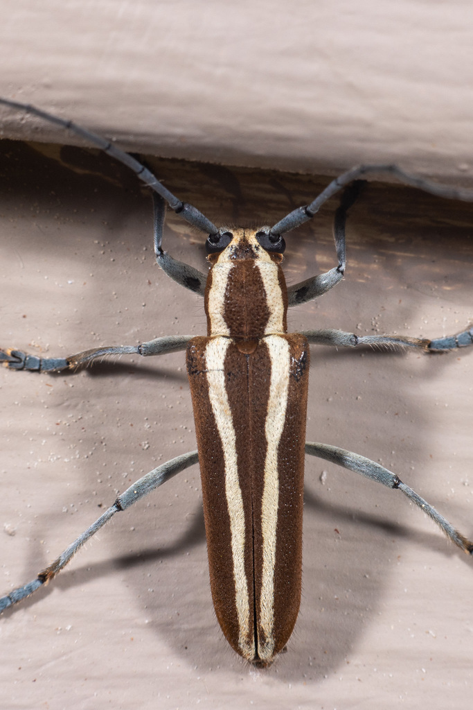 Round-headed Apple Tree Borer from Tracadie-Sheila, NB, Canada on June ...