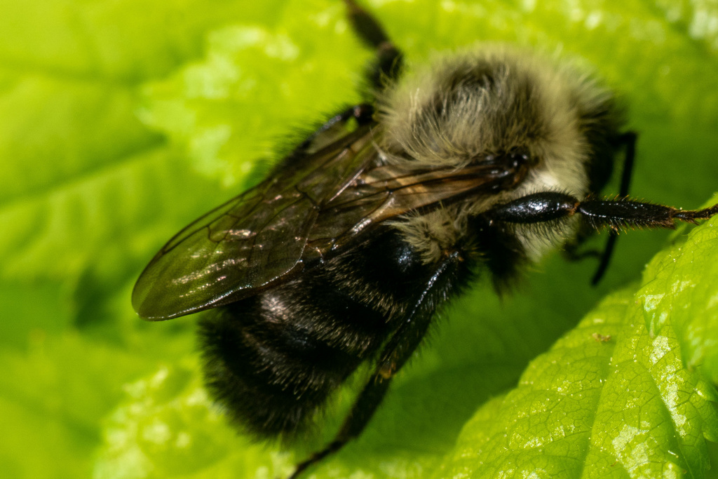 Common Eastern Bumble Bee from Tracadie-Sheila, NB, Canada on June 26 ...