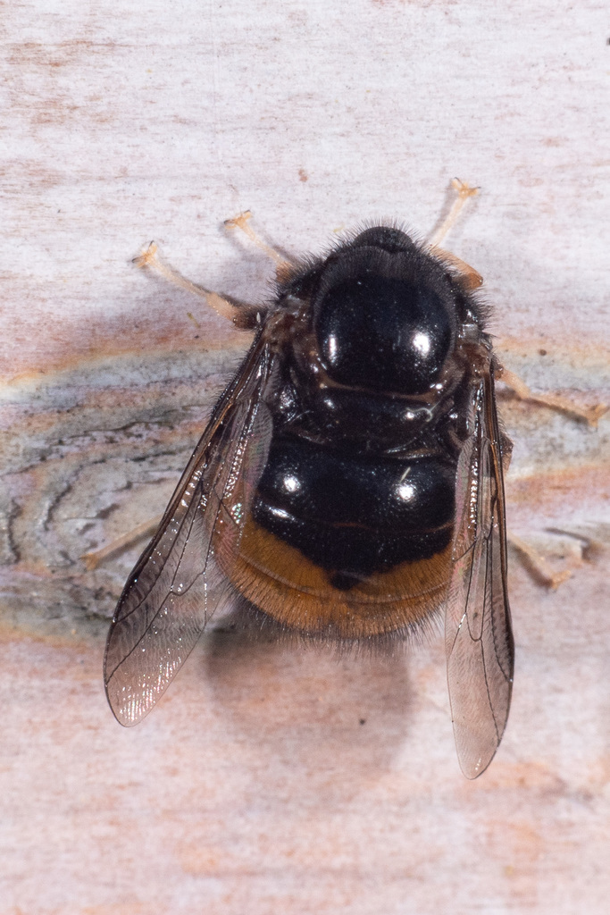 Small-headed Flies from Tracadie-Sheila, NB, Canada on July 5, 2021 at ...