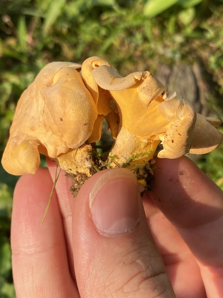 Cantharellus sect. Sublaeves from Sundown Rd, Grayson, KY, US on July 5 ...