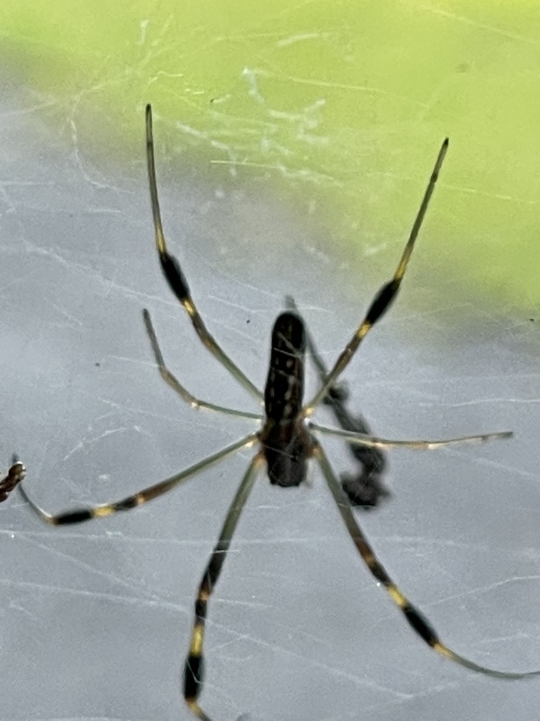 Golden Silk Spider from Palmetto Islands County Park, Mount Pleasant ...
