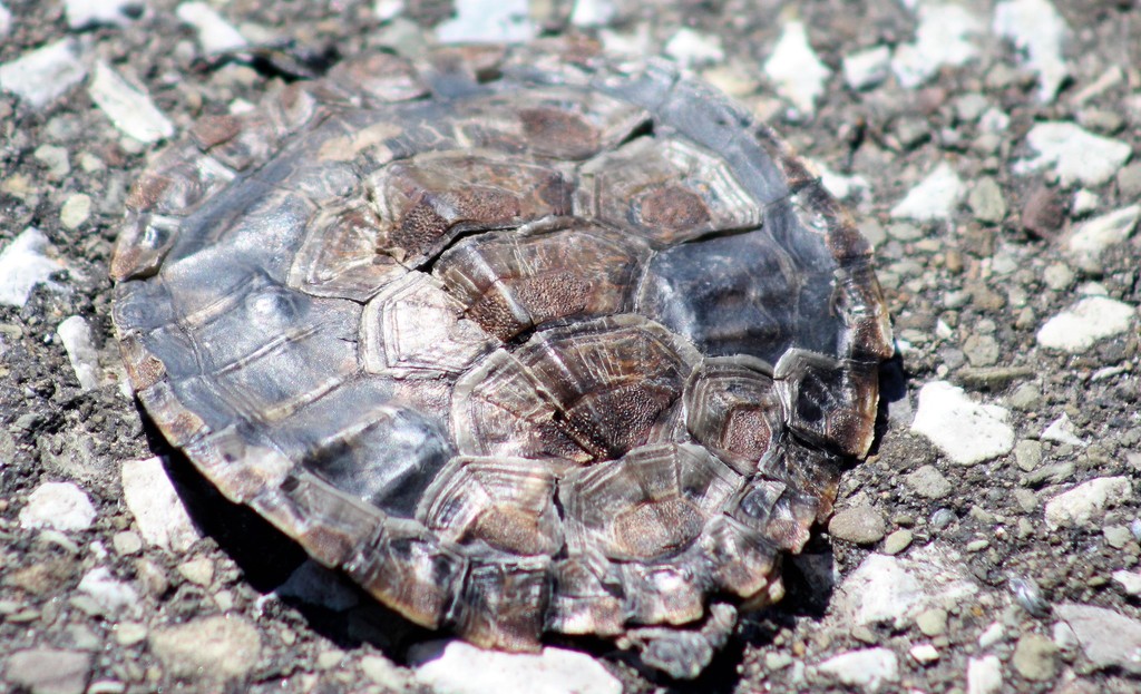 Northern Map Turtle from Erie County, PA, USA on July 3, 2021 at 03:37 ...