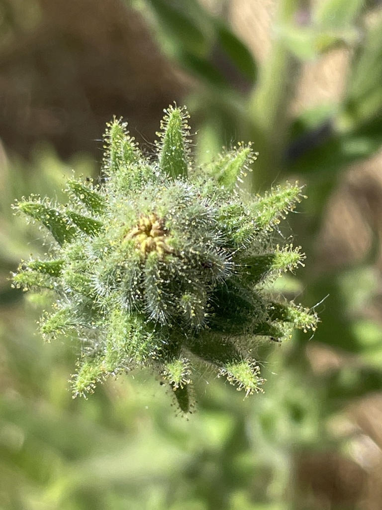 tarweeds from NE Wilsonville Rd, Newberg, OR, US on July 05, 2021 at 11 ...