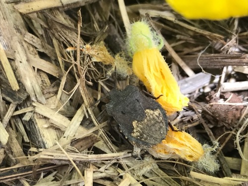 Cucurbit Shield Bug (Megymenum affine) · iNaturalist