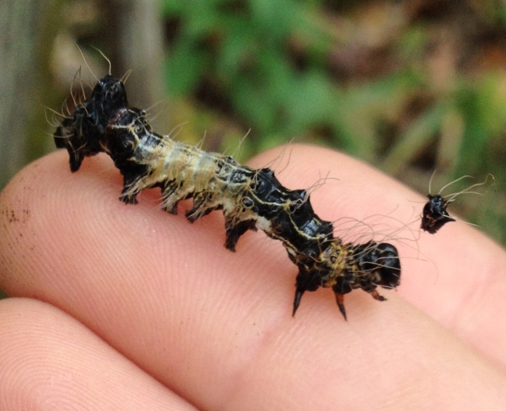 Harris's Three Spot Moth (Butterflies and Moths of Floracliff Nature ...