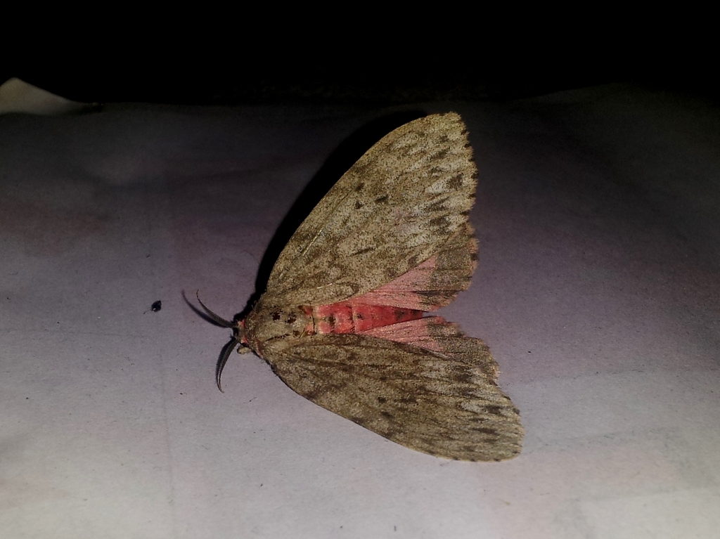 Lymantria nussi from Bakamuna on April 19, 2015 at 12:02 AM by Gihan ...