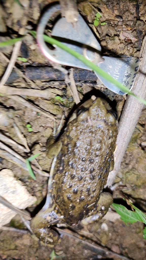 Verrucous Digging Frog from Kunming, CN-YN, CN on July 6, 2021 at 08:35 ...