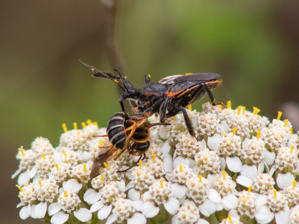 Eastern Bee Assassin from Anne Arundel County, MD, USA on July 2, 2021 ...