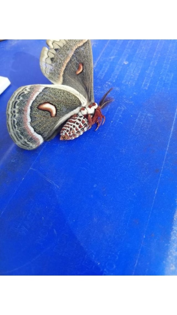 Cecropia Moth from Tropical Park, Miami, FL, US on March 14, 2018 at 06 ...