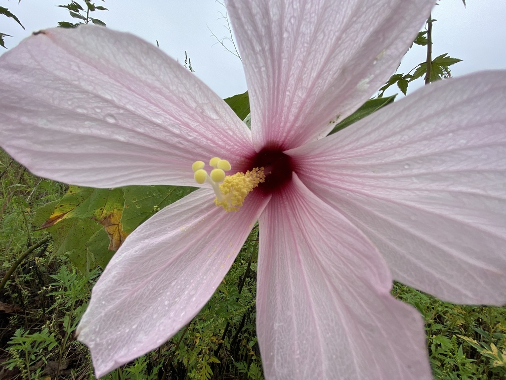 Swamp Rosemallow from Mims, FL, US on July 06, 2021 at 09:45 AM by ...
