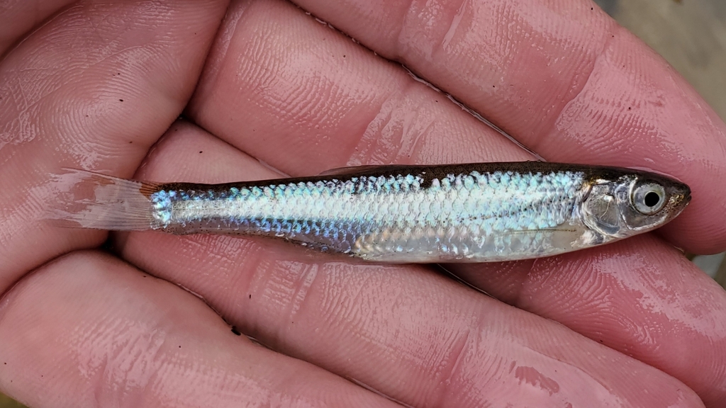 Emerald shiner from Métabetchouan-Lac-à-la-Croix, QC, Canada on July 06 ...
