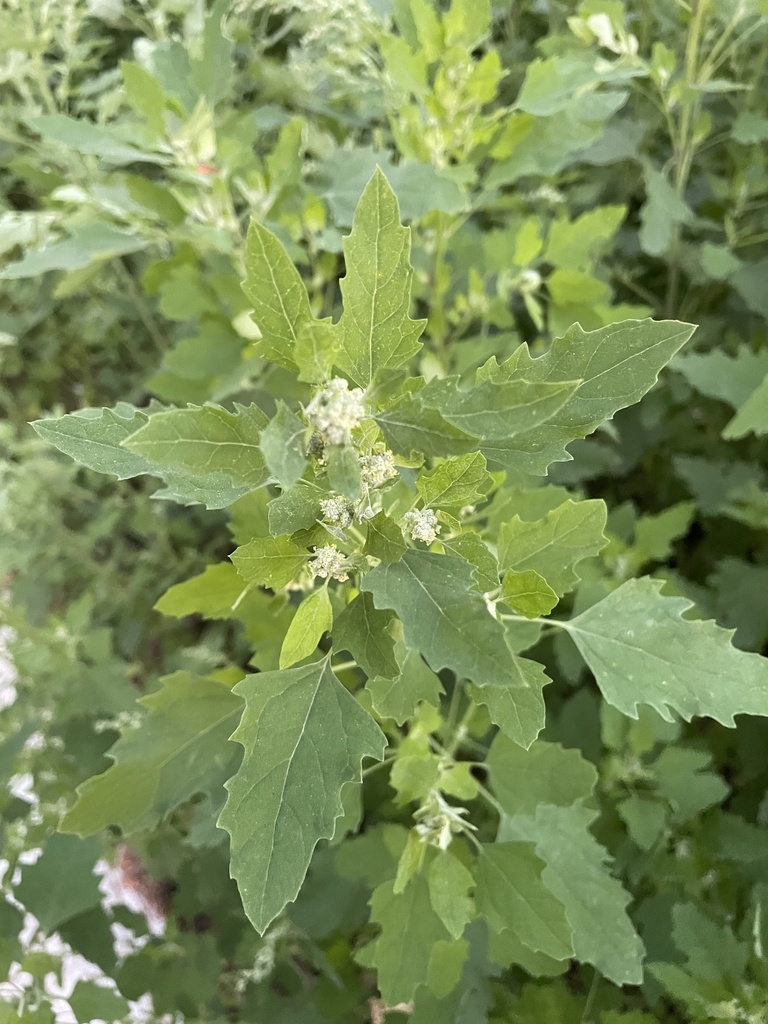 Common Lambsquarters from Набережная улица, Sredneural'Sk, Sverdlovsk ...