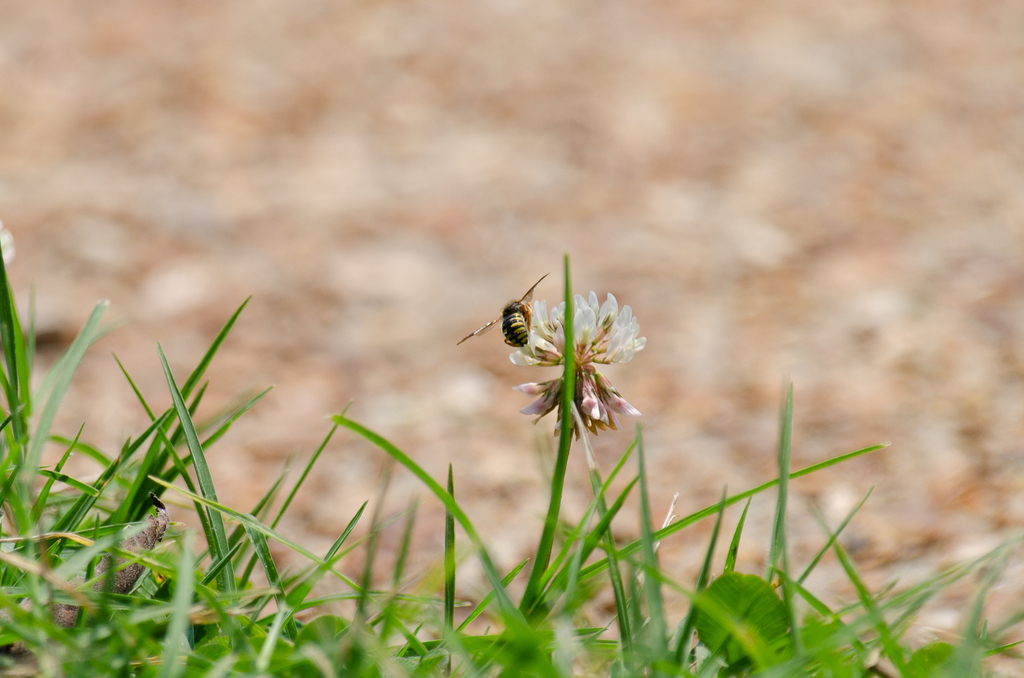Oblong Woolcarder Bee from The Southampton, St. Louis, MO 63109, USA on ...