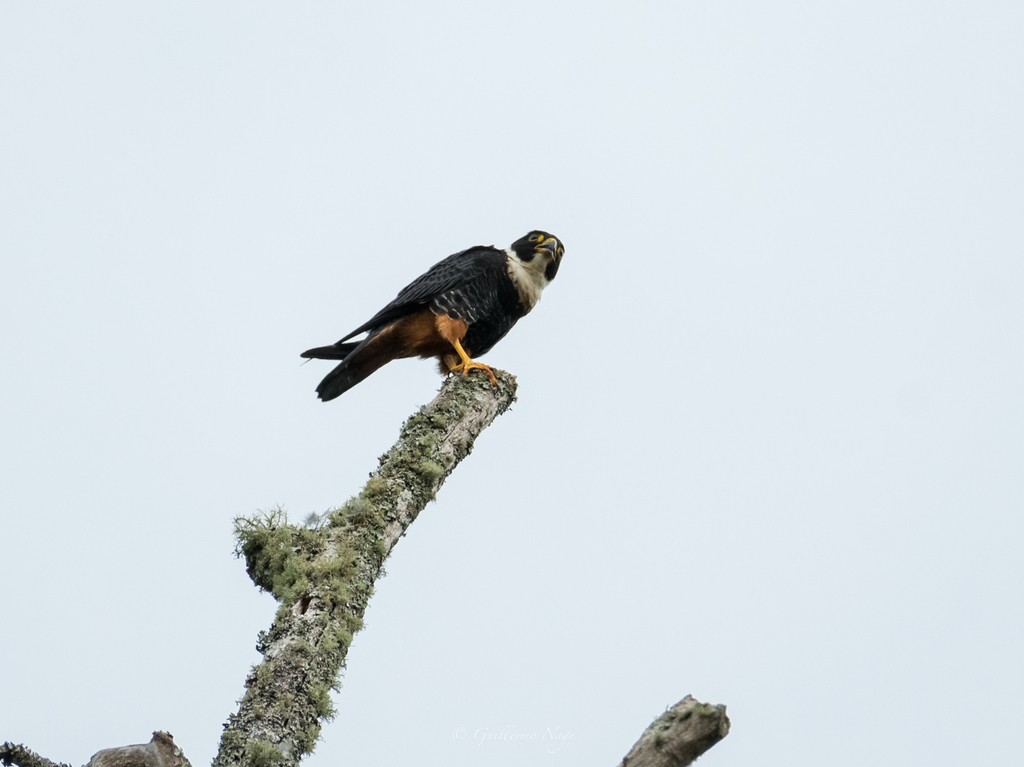 Northern Bat Falcon from Jardín, Antioquia, Colombia Herrera on May 8 ...