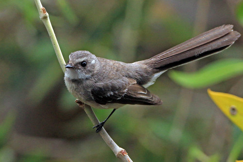 Mangrove Fantail (Rhipidura phasiana) · iNaturalist United Kingdom
