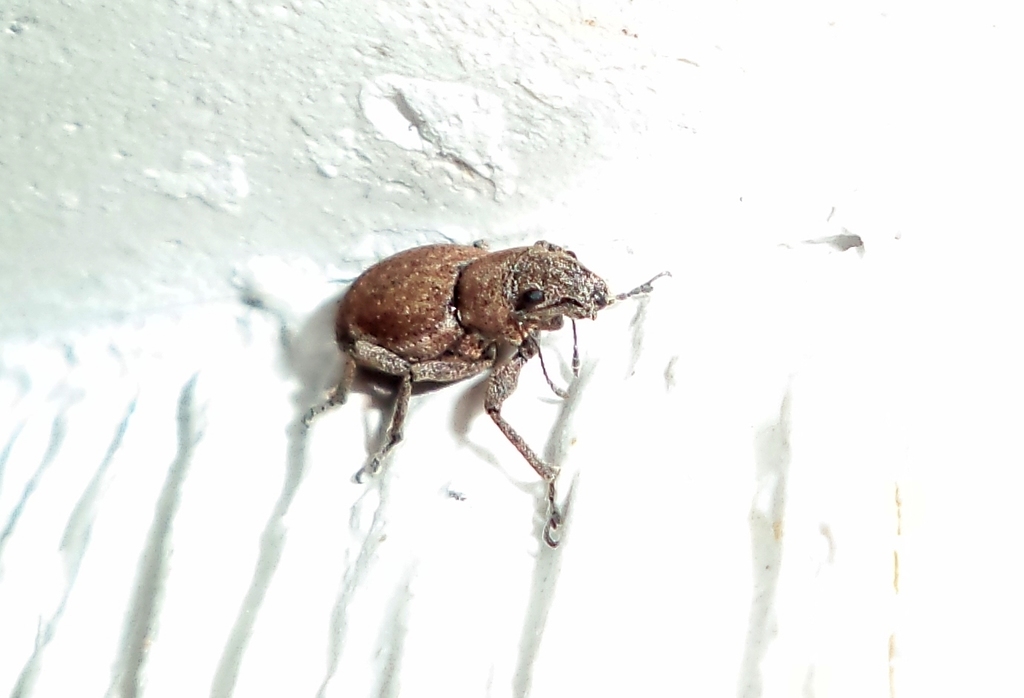 Fuller's rose weevil from Paseos de san juan on December 07, 2014 by ...