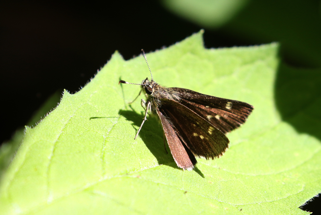Pepper and Salt Skipper from Thomas Darling Preserve on June 5, 2021 at ...