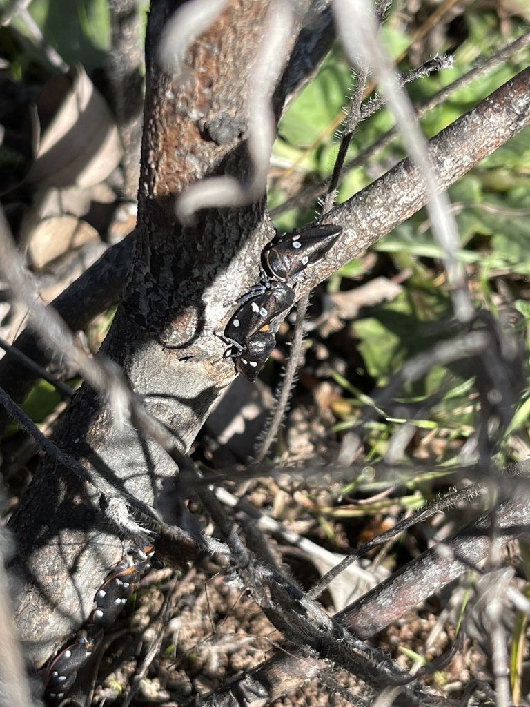 Winged and Once-winged Insects from Mugga Lane, Jerrabomberra District ...