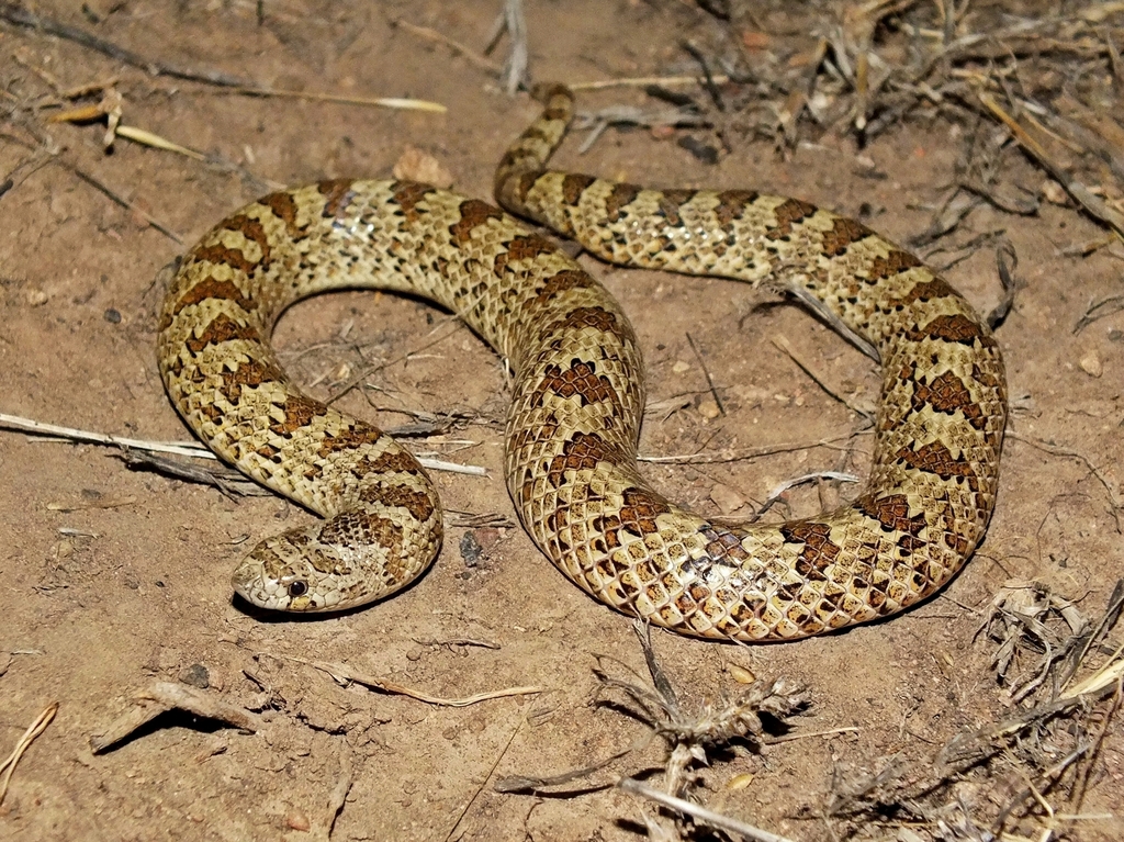 Chihuahuan Hook-nosed Snake in June 2016 by thamnelegans24. Arizona ...
