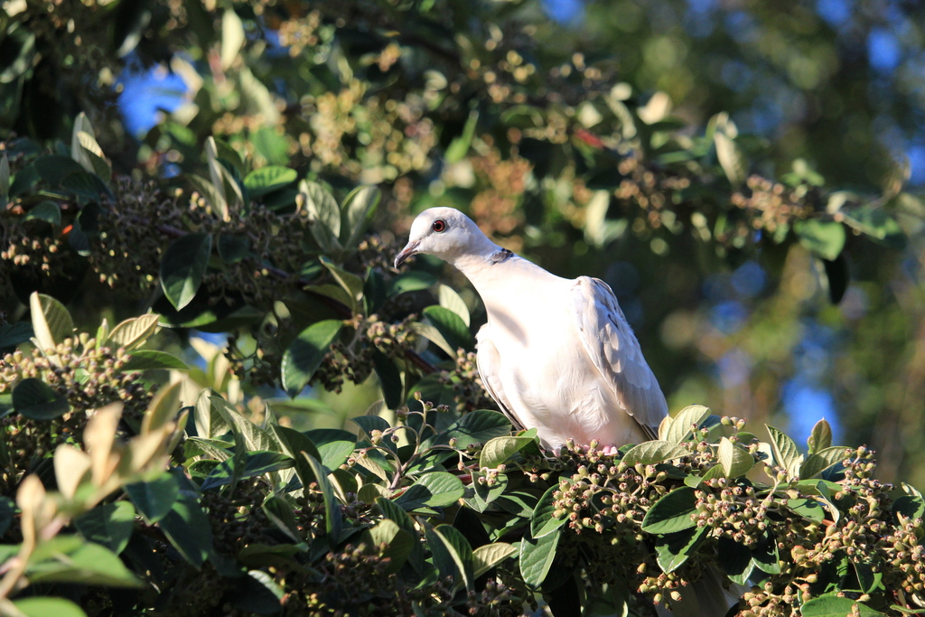 African Collared-Dove from Parklands, Christchurch 8083, New Zealand on ...