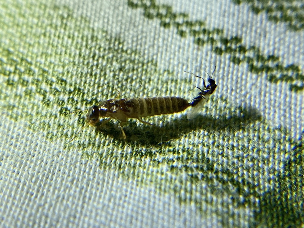 Pyramid Ants in July 2021 by David Hernandez. Pima County, AZ, US ...