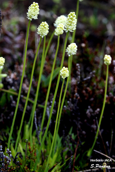 Tofieldia pusilla (Lista Roja Flora Pirineos) · iNaturalist