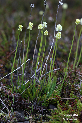 Tofieldia pusilla (Lista Roja Flora Pirineos) · iNaturalist