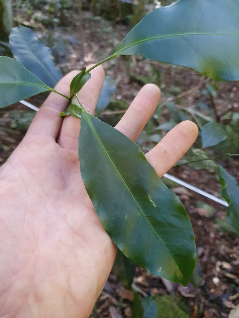 Fontainea australis in July 2021 by Julian Radford-Smith · iNaturalist