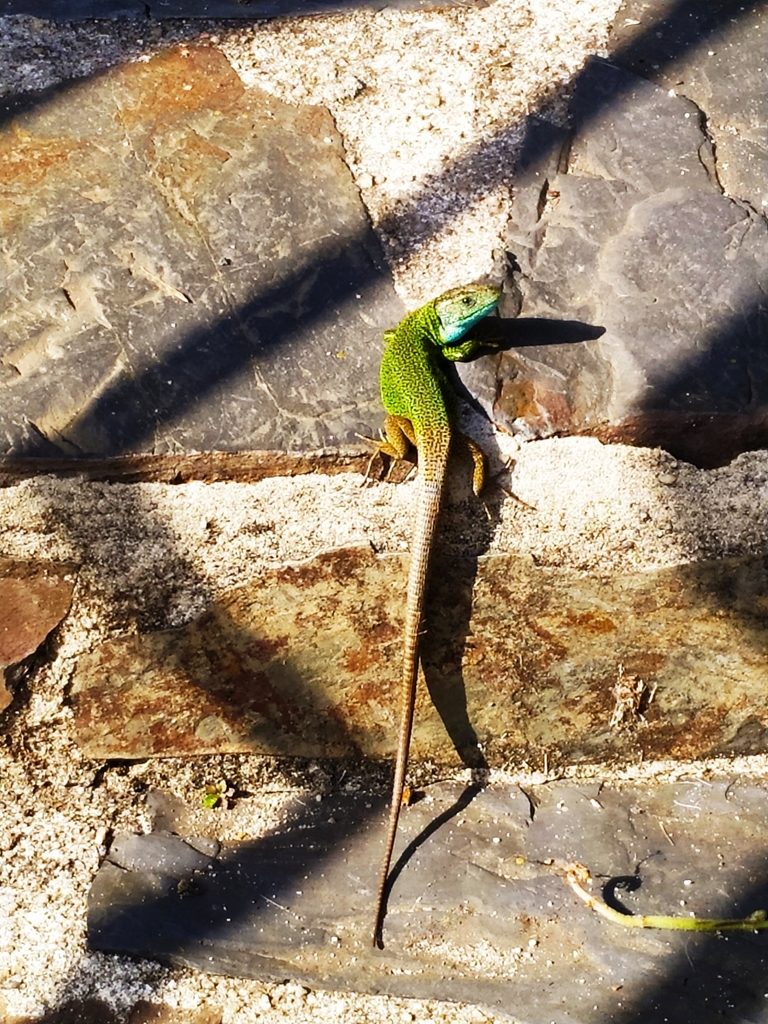 Iberian Emerald Lizard from Lousã, 3200, Portugal on June 27, 2019 at ...