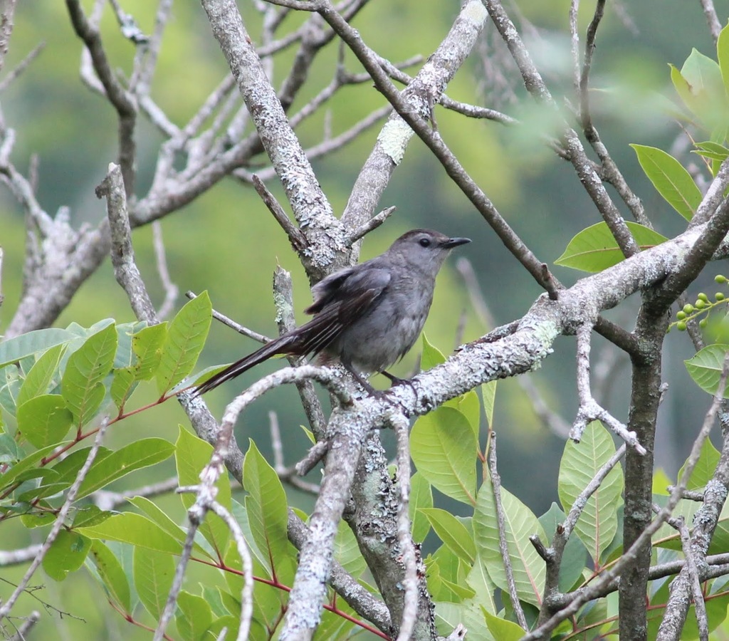 Gray Catbird from Geauga County, OH, USA on July 6, 2021 at 12:21 PM by ...