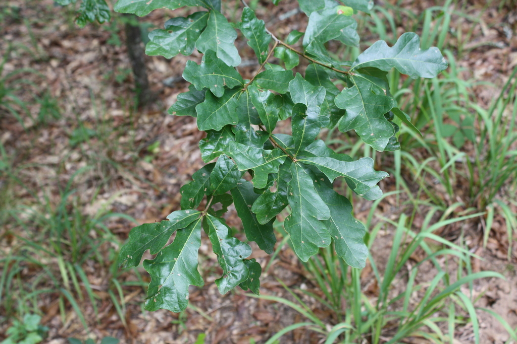 Bluff Oak from Monroe County, MS, USA on July 6, 2021 at 01:06 PM by J ...
