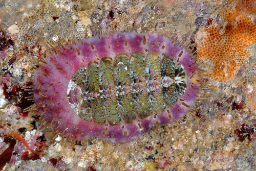 Placiphorella - Alchetron, The Free Social Encyclopedia