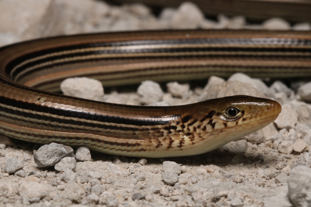 Slender Glass Lizard in July 2021 by Frank Goodavish · iNaturalist