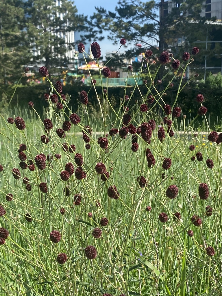 Great burnet from Sukhbaatar Street, Ulaanbaatar, Ulan Bator, MN on ...