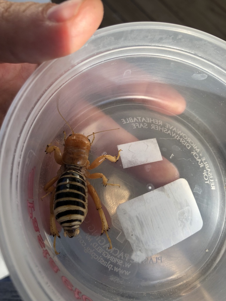 North American Jerusalem Crickets from Gilpin Trail, Frazier Park, CA ...