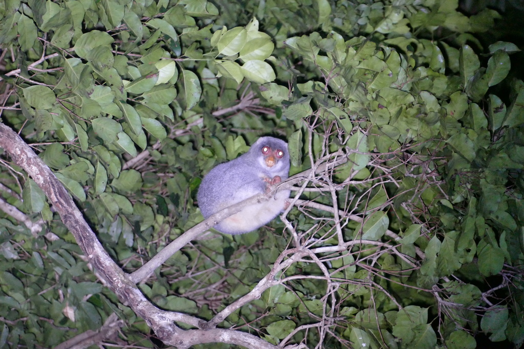 Common Spotted Cuscus from Portland Road, Lockhart, QLD, AU on June 9 ...