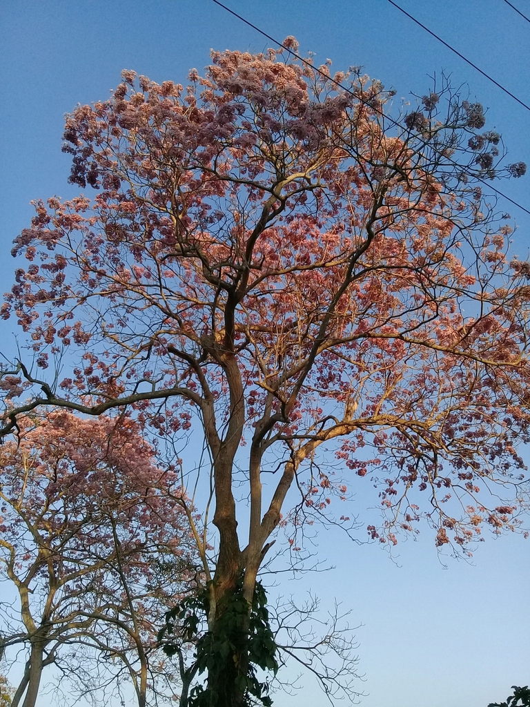 Pink poui from Nacajuca, MX-TB, MX on March 15, 2018 at 07:52 PM by ...