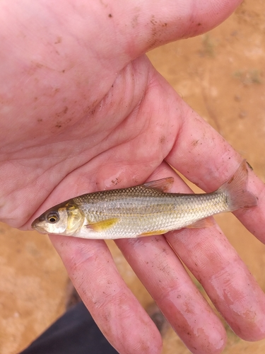 Luciobarbus pallaryi · iNaturalist Mexico