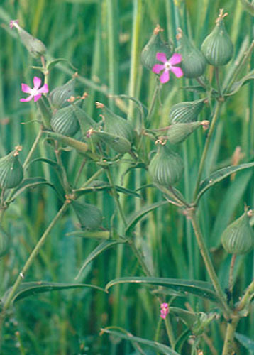 Silene conoidea (Lista Roja Flora Pirineos) · iNaturalist