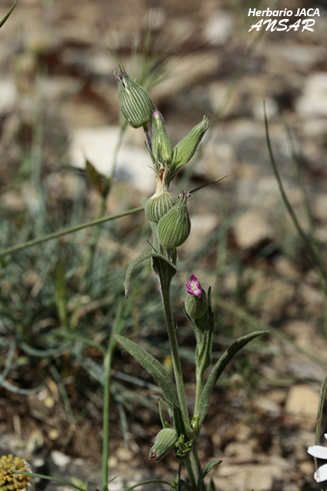 Silene conoidea (Lista Roja Flora Pirineos) · iNaturalist