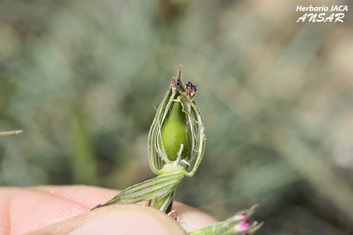 Silene conoidea (Lista Roja Flora Pirineos) · iNaturalist
