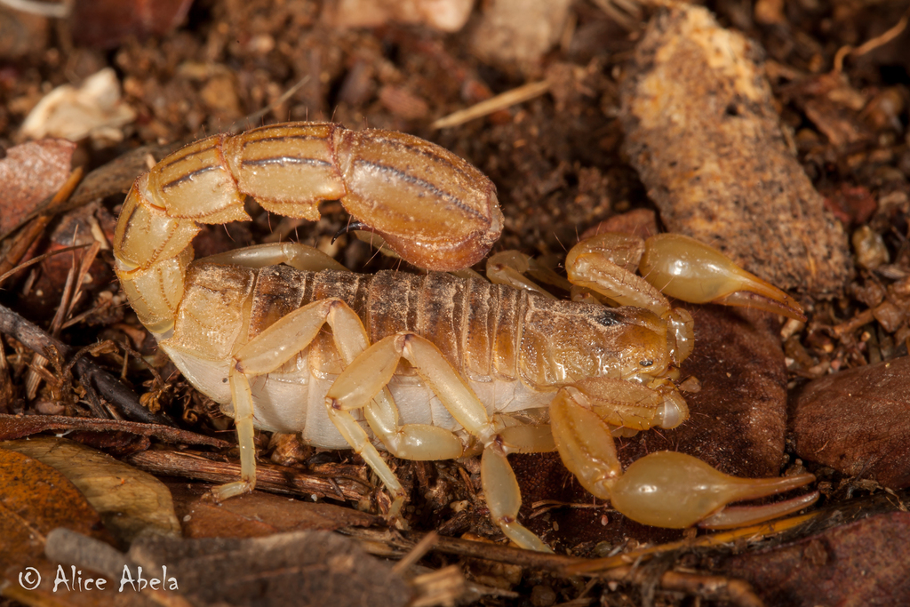 Escorpión De Cola Rayada