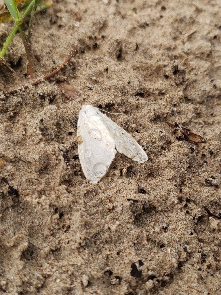 White Satin Moth from Wasaga Beach, ON L9Z 2J8, Canada on July 8, 2021 ...
