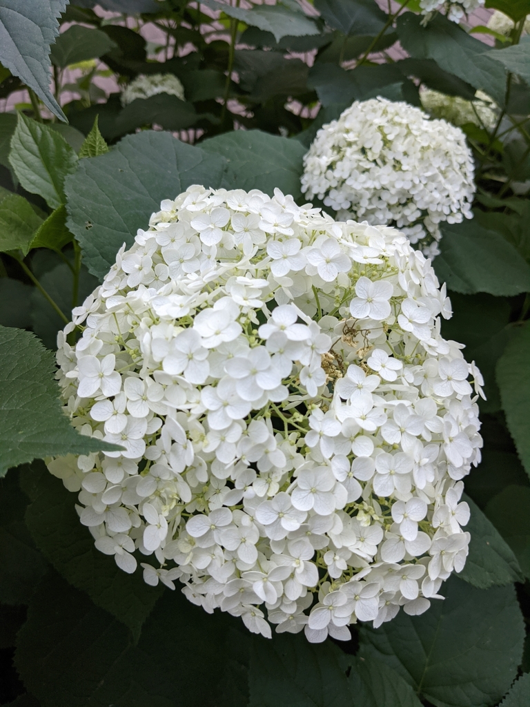 wild hydrangea from Москва, Россия, 107014 on July 08, 2021 at 07:32 PM ...