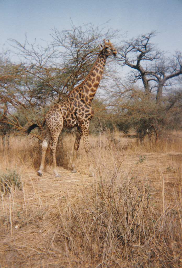 Southern African Giraffe from M'bour, Sénégal on March 12, 2003 at 06: ...