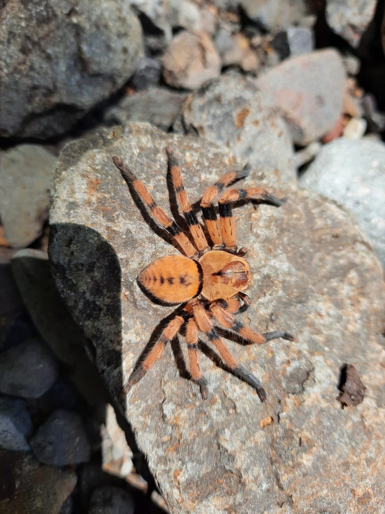 Orange huntsman spider from Chalatenango Department, El Salvador on ...