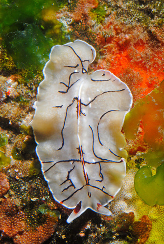 Striped Polyclad Worm (Eurylepta californica) · iNaturalist