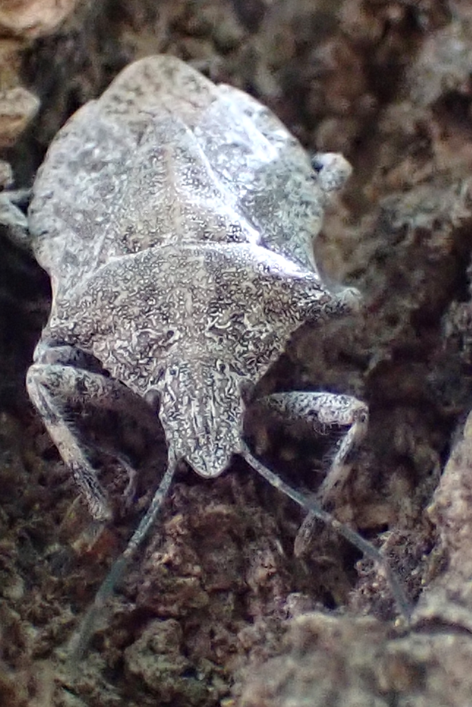 Rough Stink Bugs from South Mountain Village, Phoenix, AZ, USA on July ...