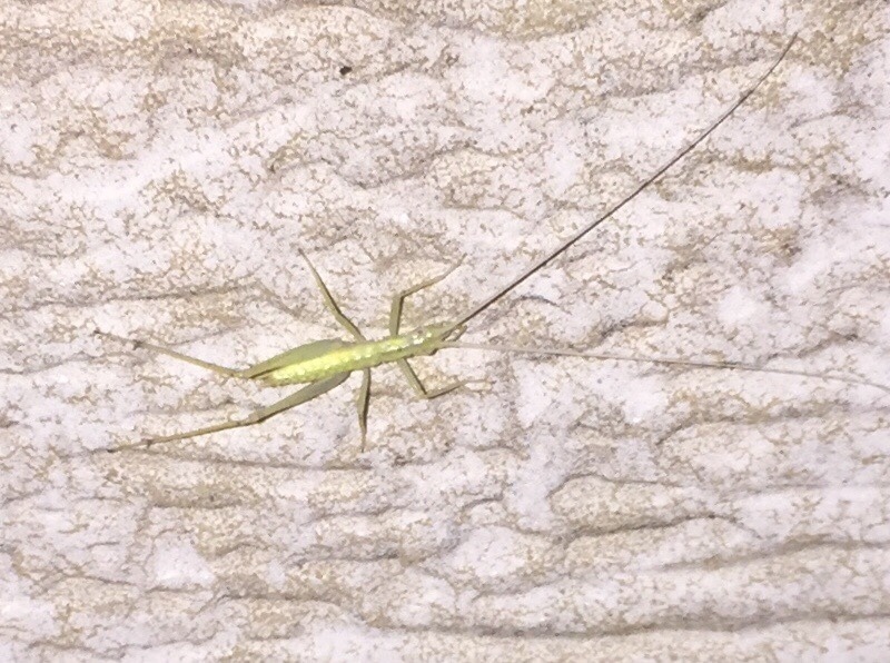 Common Tree Crickets from Carswell Dr, Augusta, GA, US on May 24, 2020 ...